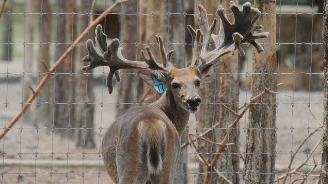 Florida Deer Breeding - Roberts Ranch Whitetails