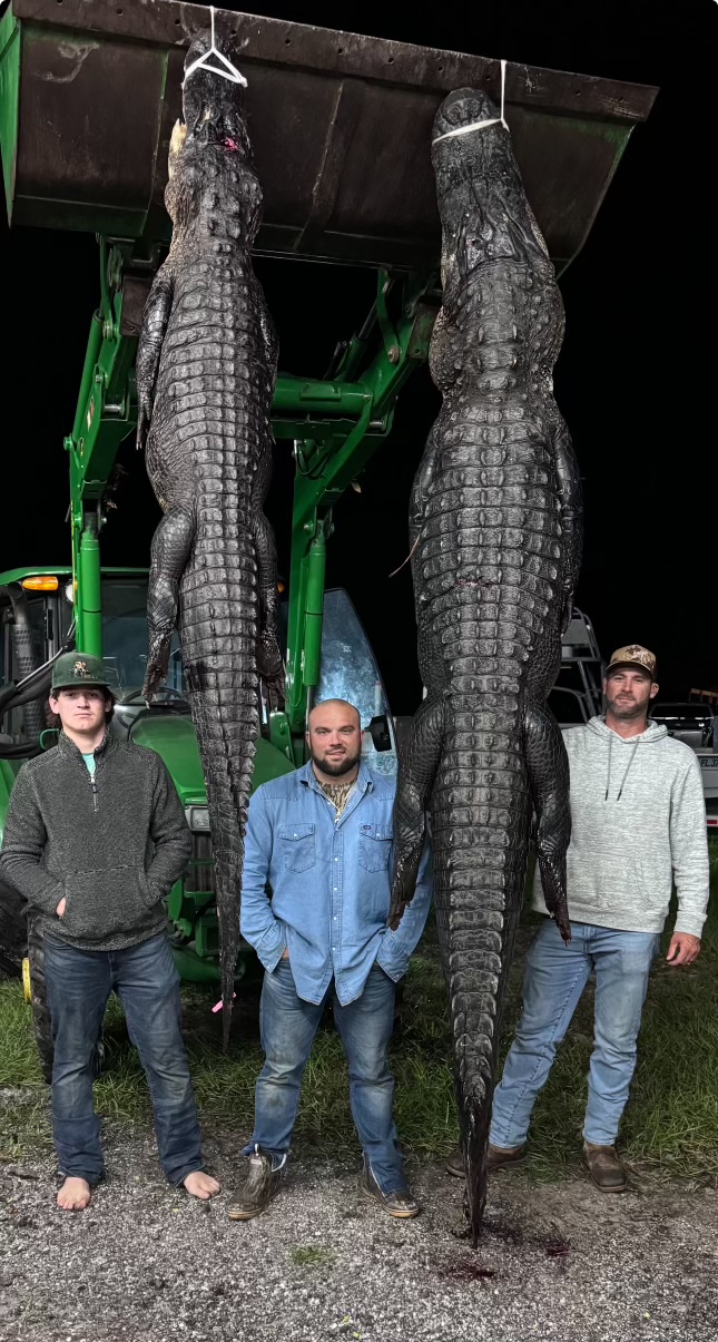 Alligator Hunts